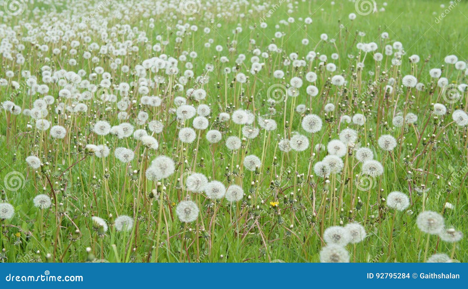 Dandelion Flying stock photo. Image of fluff, sunny, dandelions - 92795284