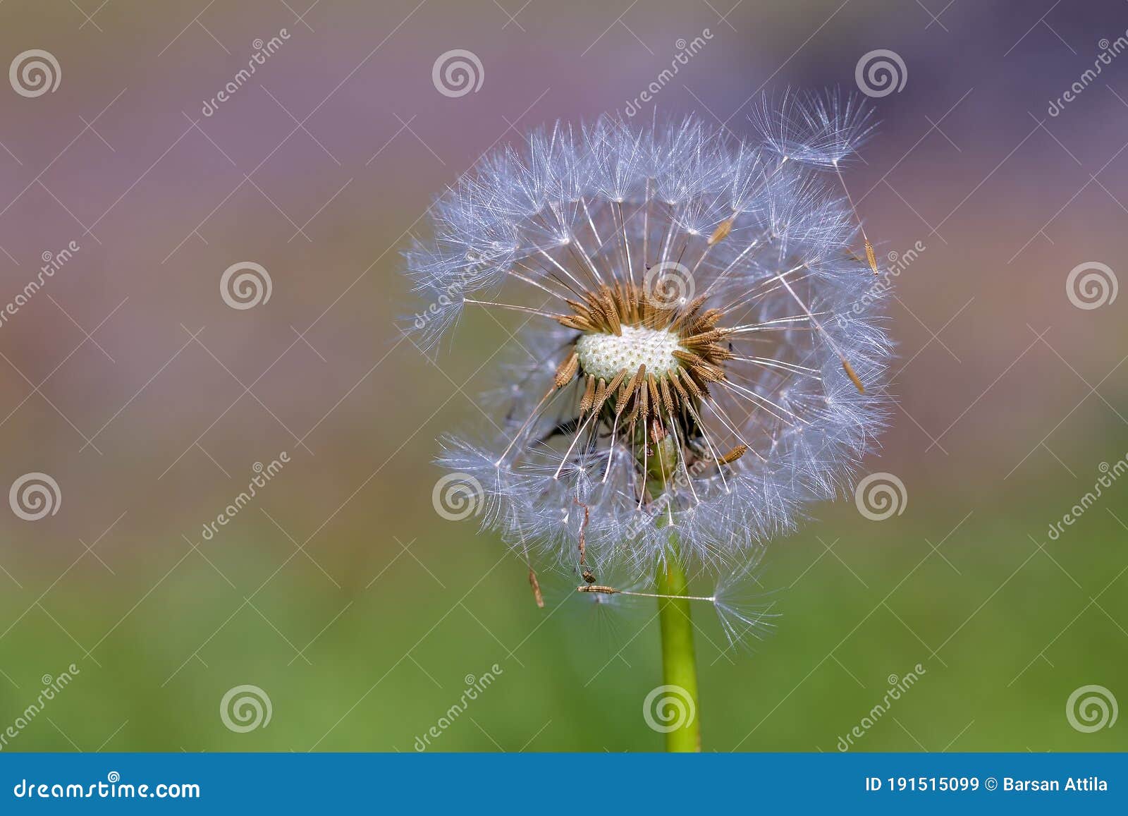 Dandelion And Flying Dandelion Seeds On A Background Of Blue Sky And ...