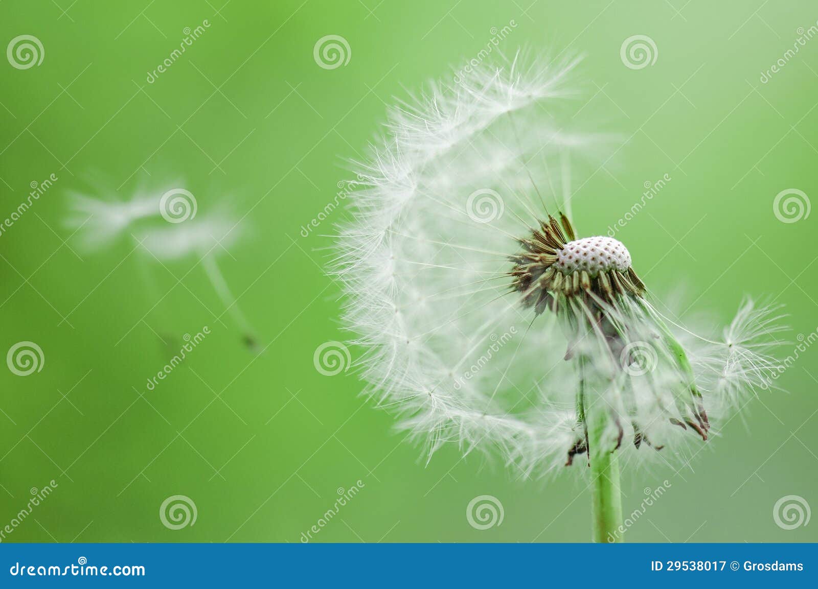 Dandelion with Flying Seeds Stock Image - Image of seedling, freedom ...