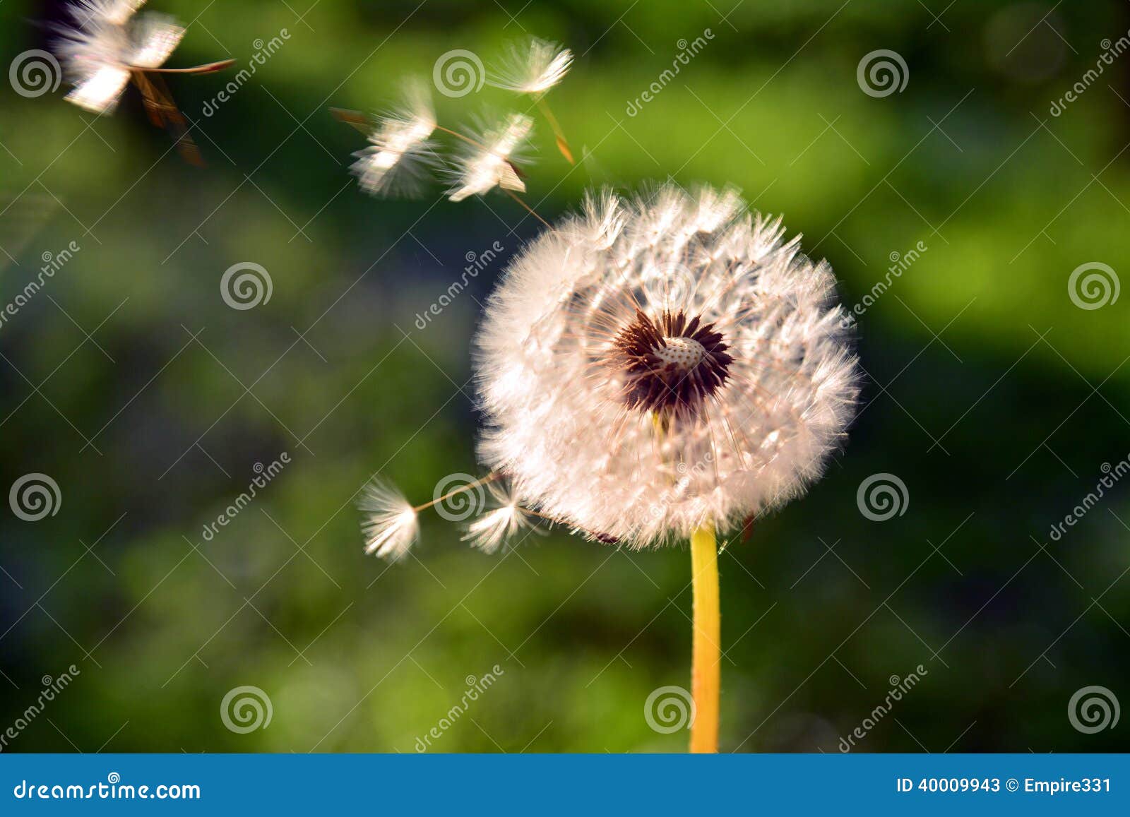 Dandelion stock image. Image of green, seeds, nature - 40009943