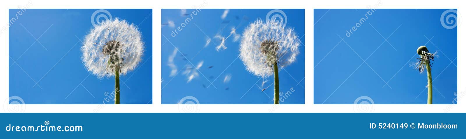 Dandelion Flying Seeds stock image. Image of leone, framed - 5240149