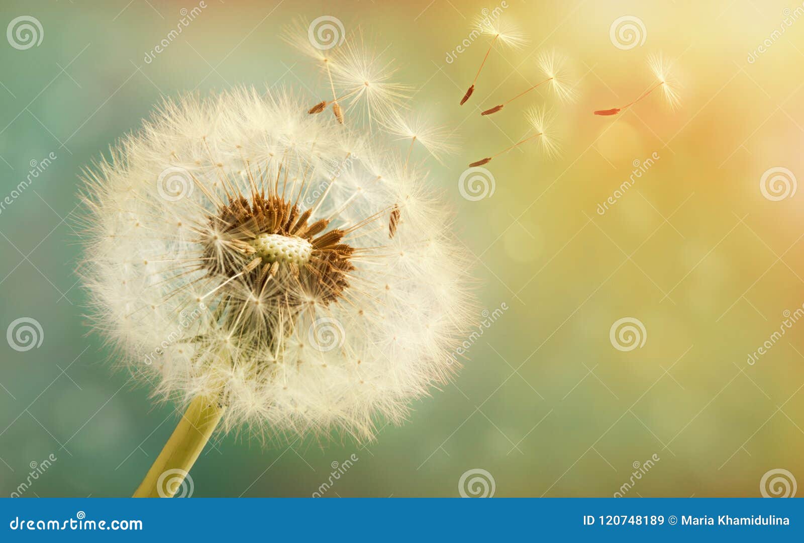 Dandelion with Flying Seeds on a Beautiful Luminous Background Stock ...