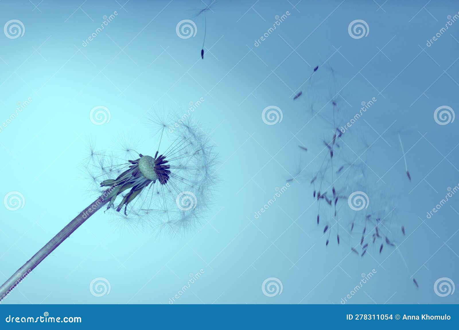 Dandelion with Flying Seeds Stock Photo - Image of white, seed: 278311054