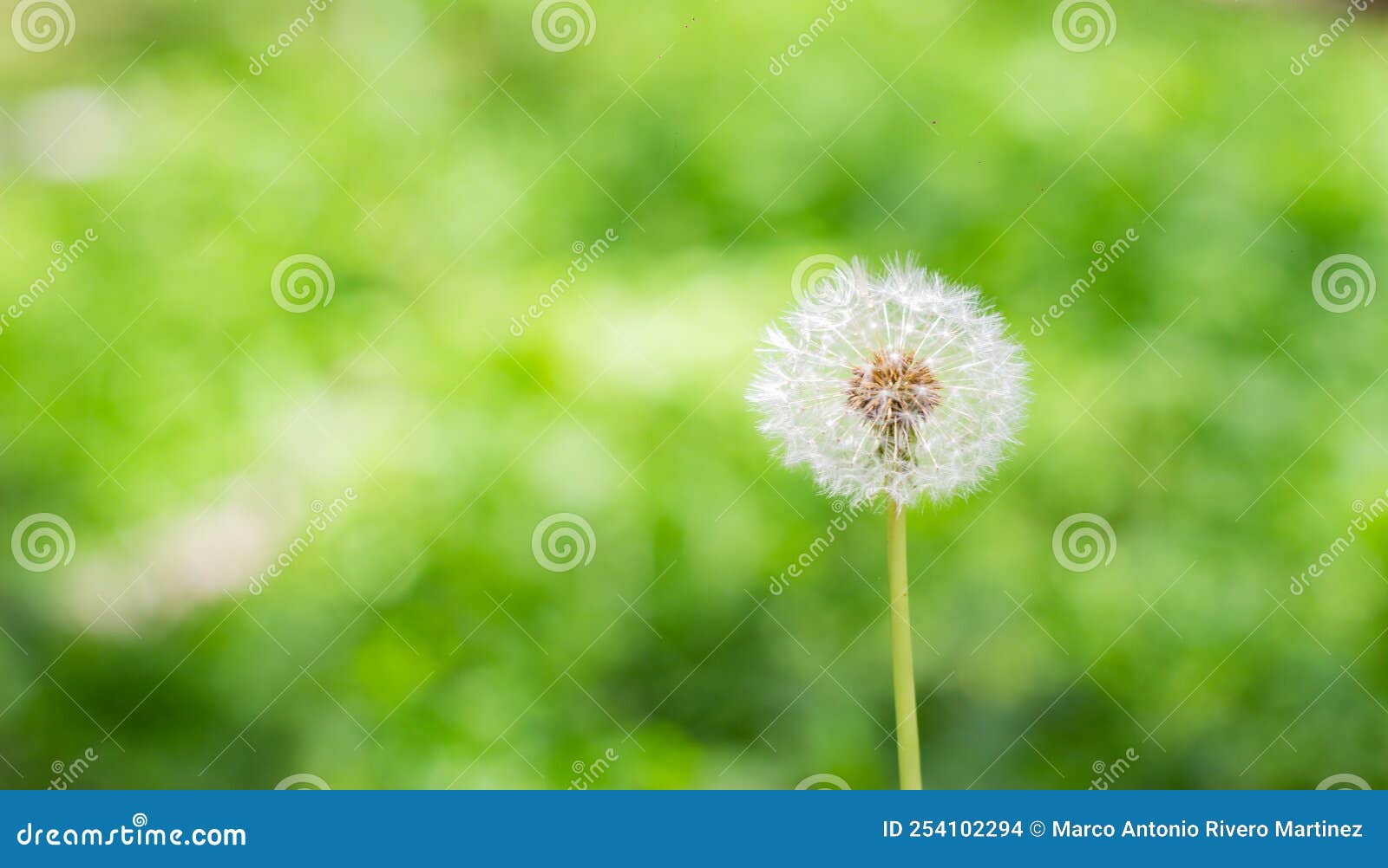 Dandelion in Focus with a Landscape Background Stock Photo - Image of ...