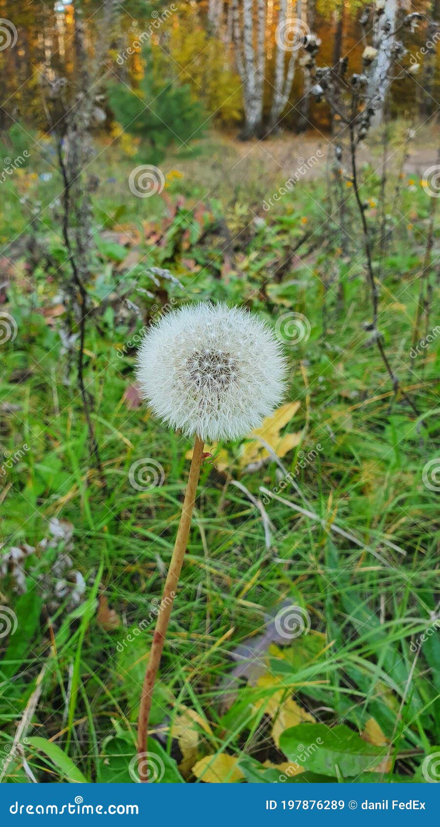 Dandelion in the forest stock image. Image of prairie - 197876289