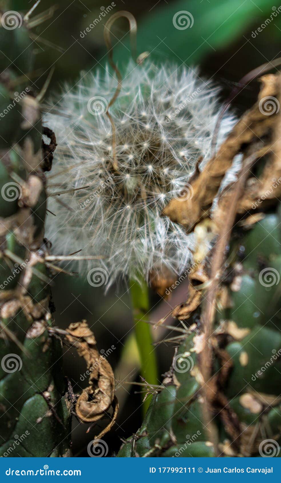 Dandelion in the forest stock image. Image of blowball - 177992111