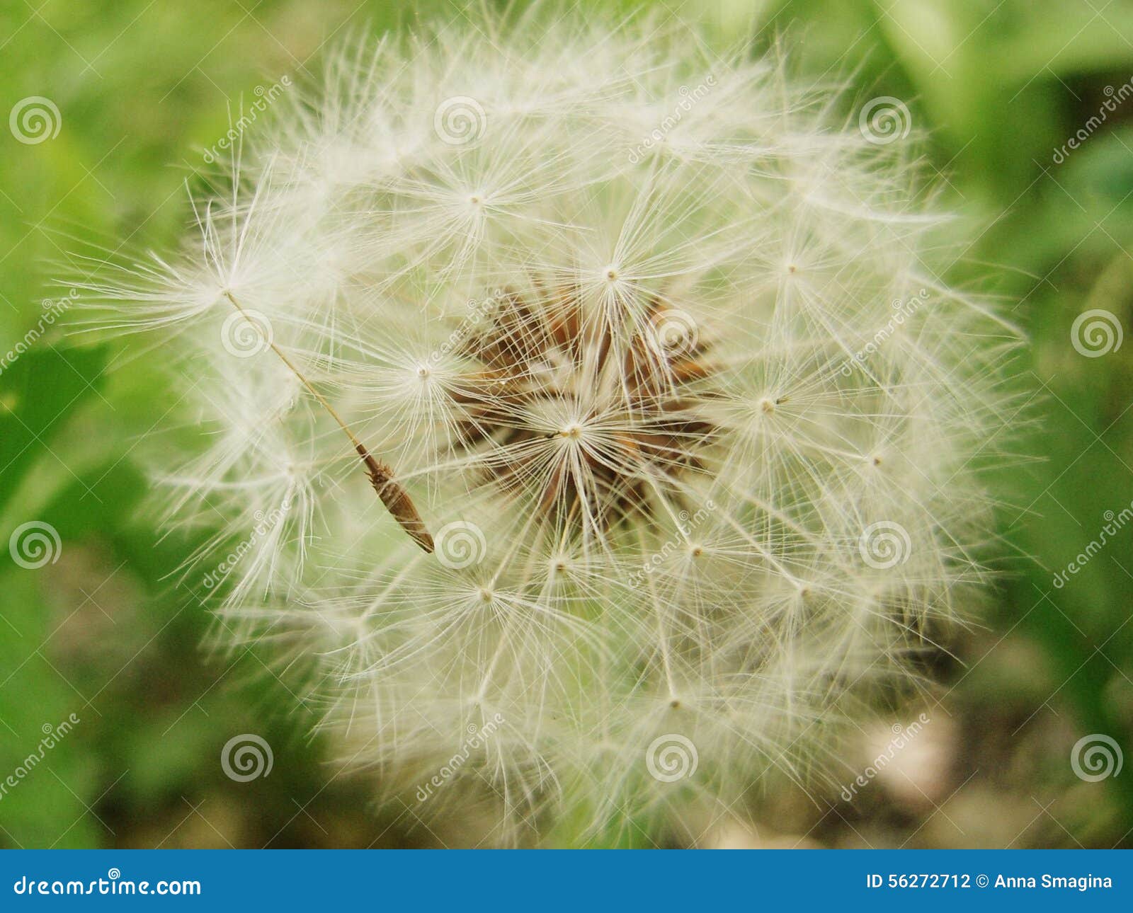 Dandelion stock photo. Image of forest, dandelion, russia - 56272712