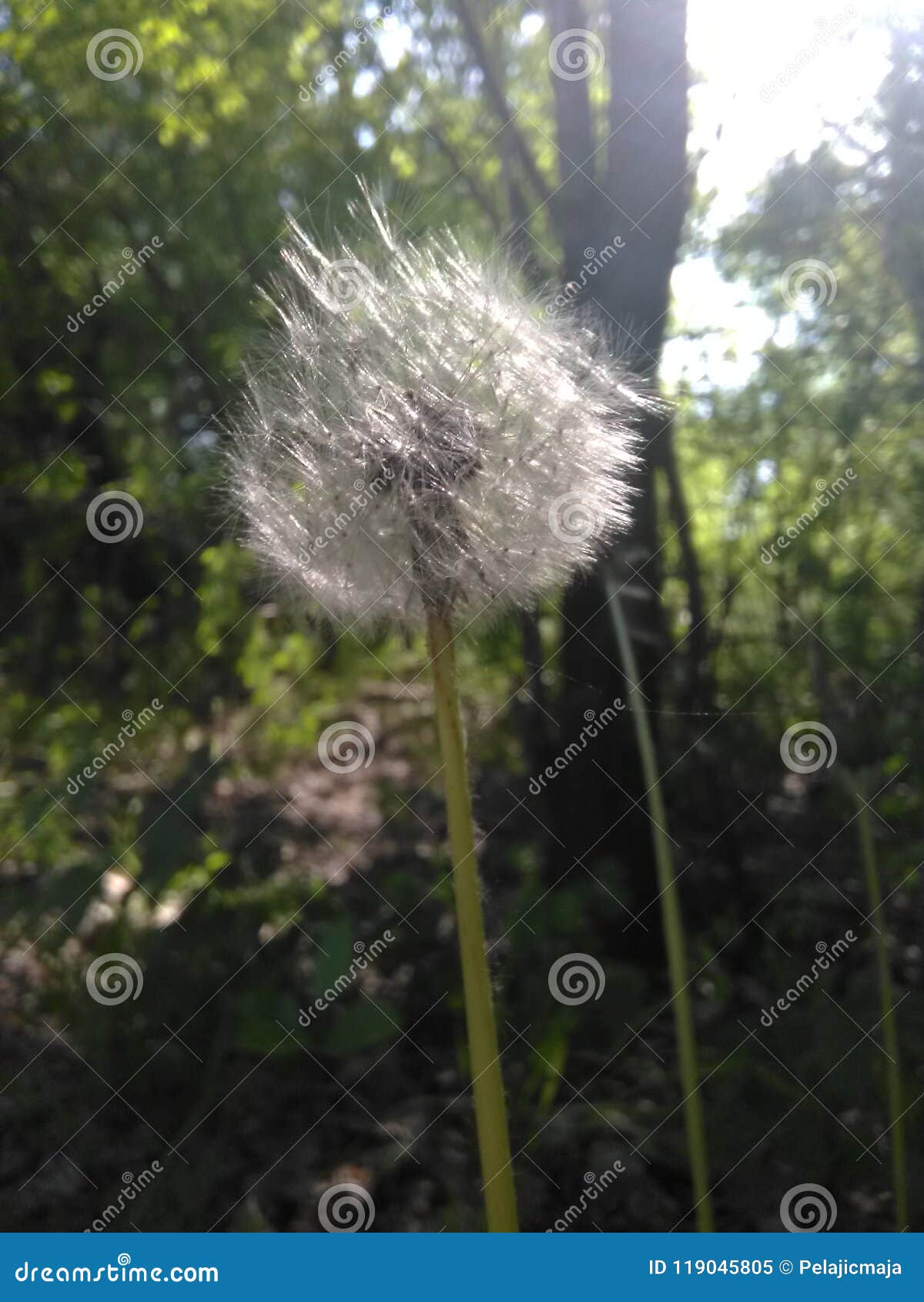 Dandelion in forest stock image. Image of sunshine, dandelion - 119045805