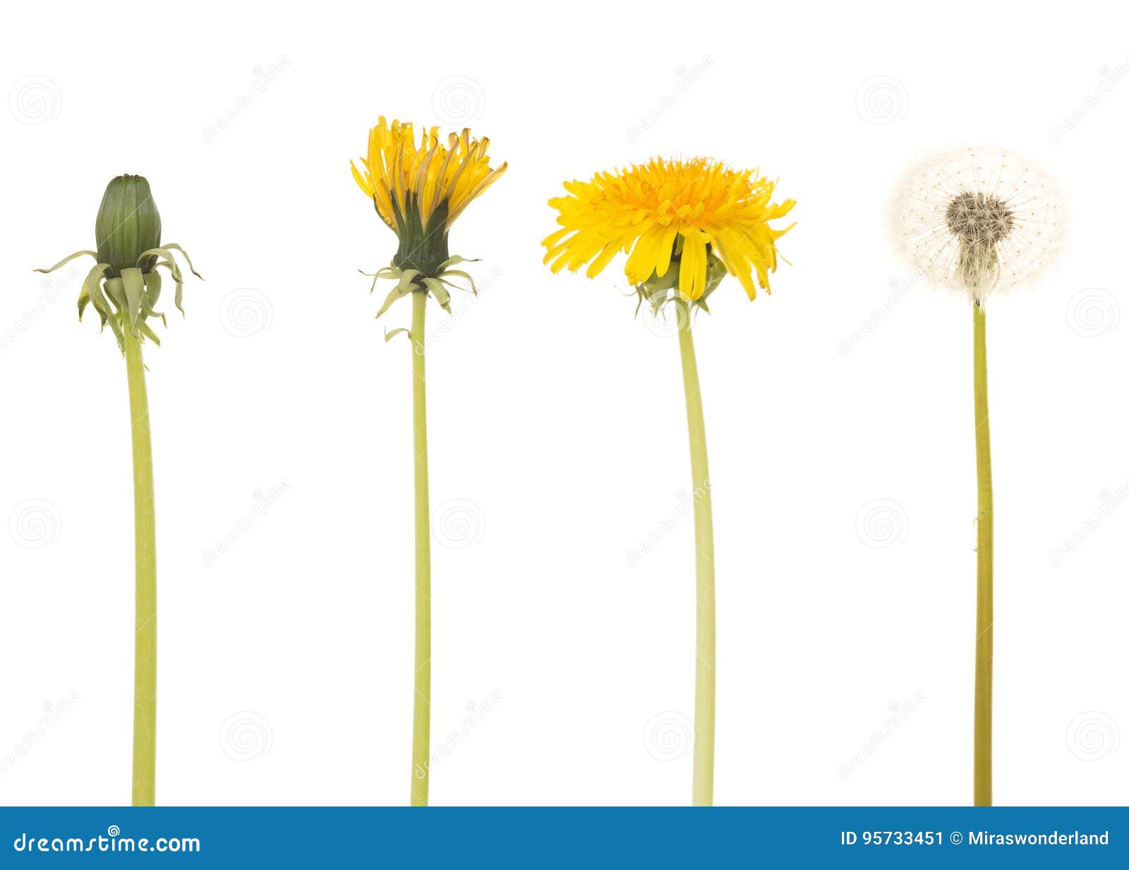 Dandelion In Four Different Stages Stock Image - Image of nature, color ...