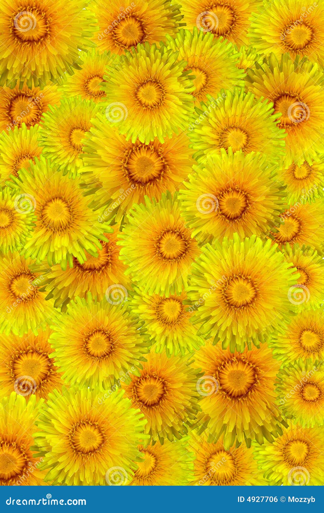 Dandelion Frame Picture. Image: 4927706