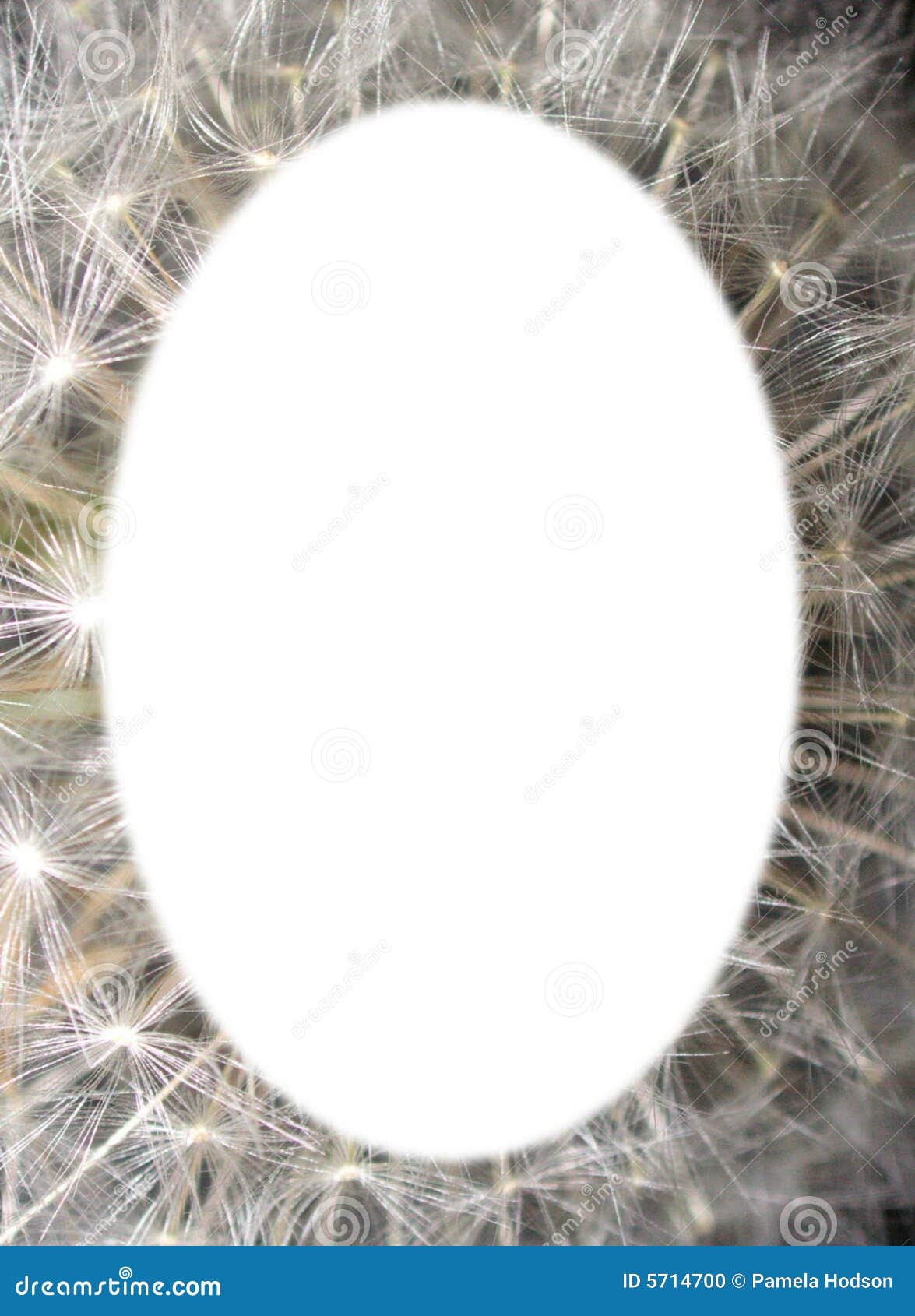 Dandelion frame stock photo. Image of overlay, frame, background - 5714700