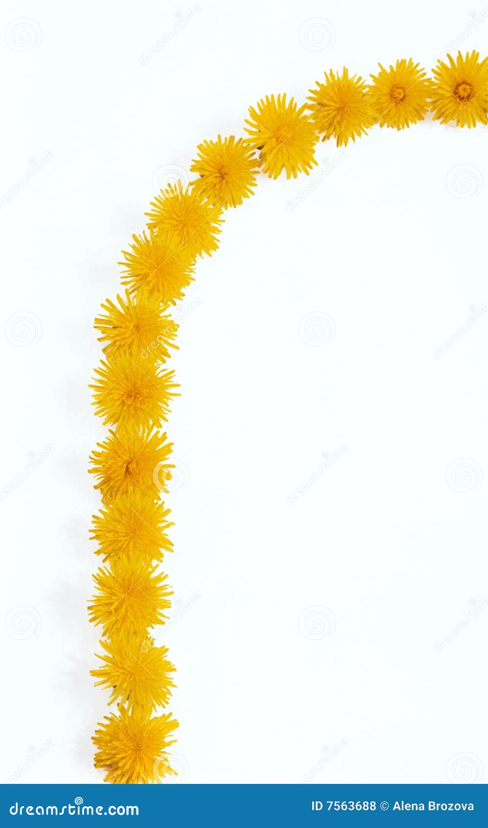 Dandelion - frame stock photo. Image of asteraceae, background - 7563688