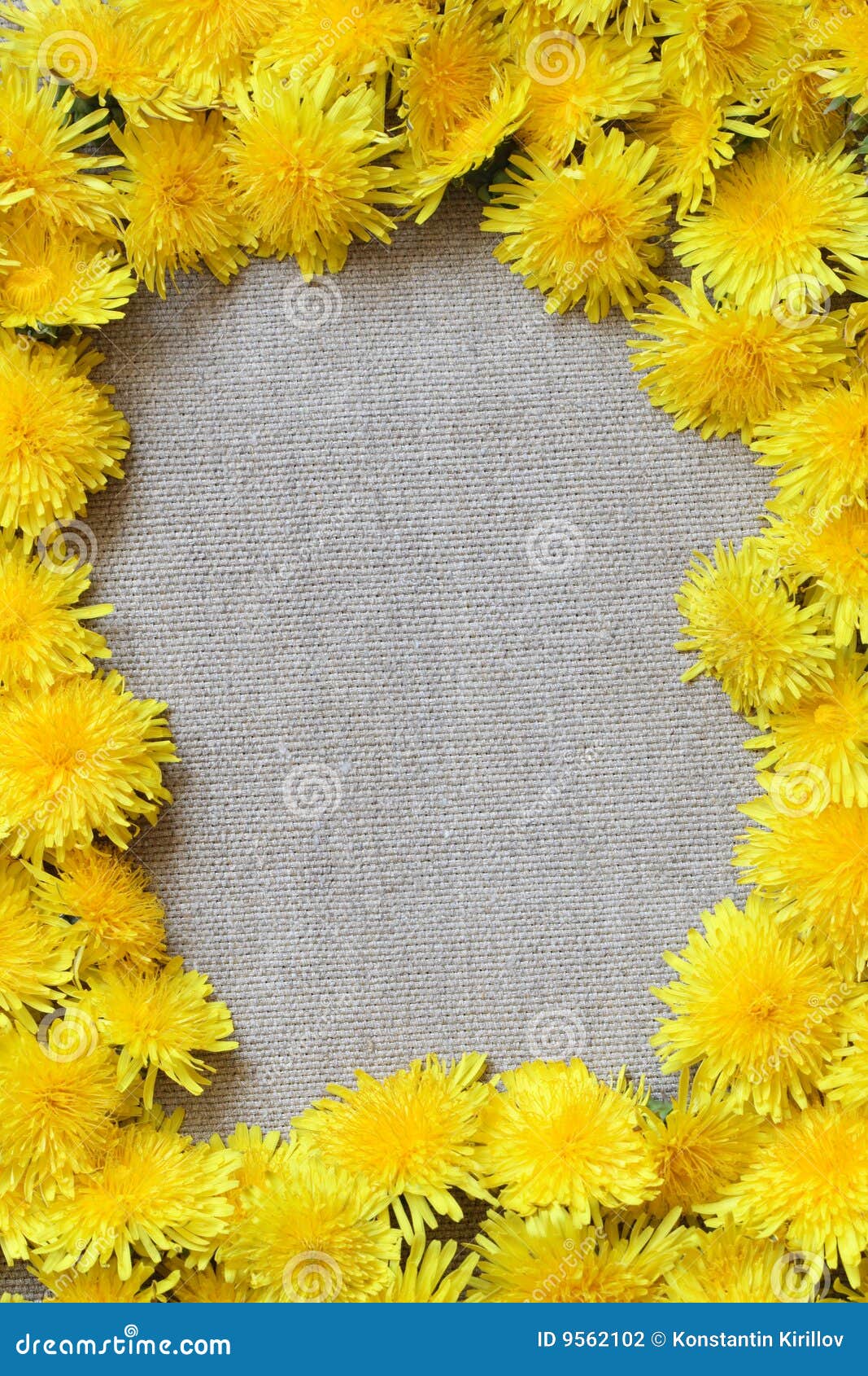 Dandelion Frame stock photo. Image of message, single - 9562102