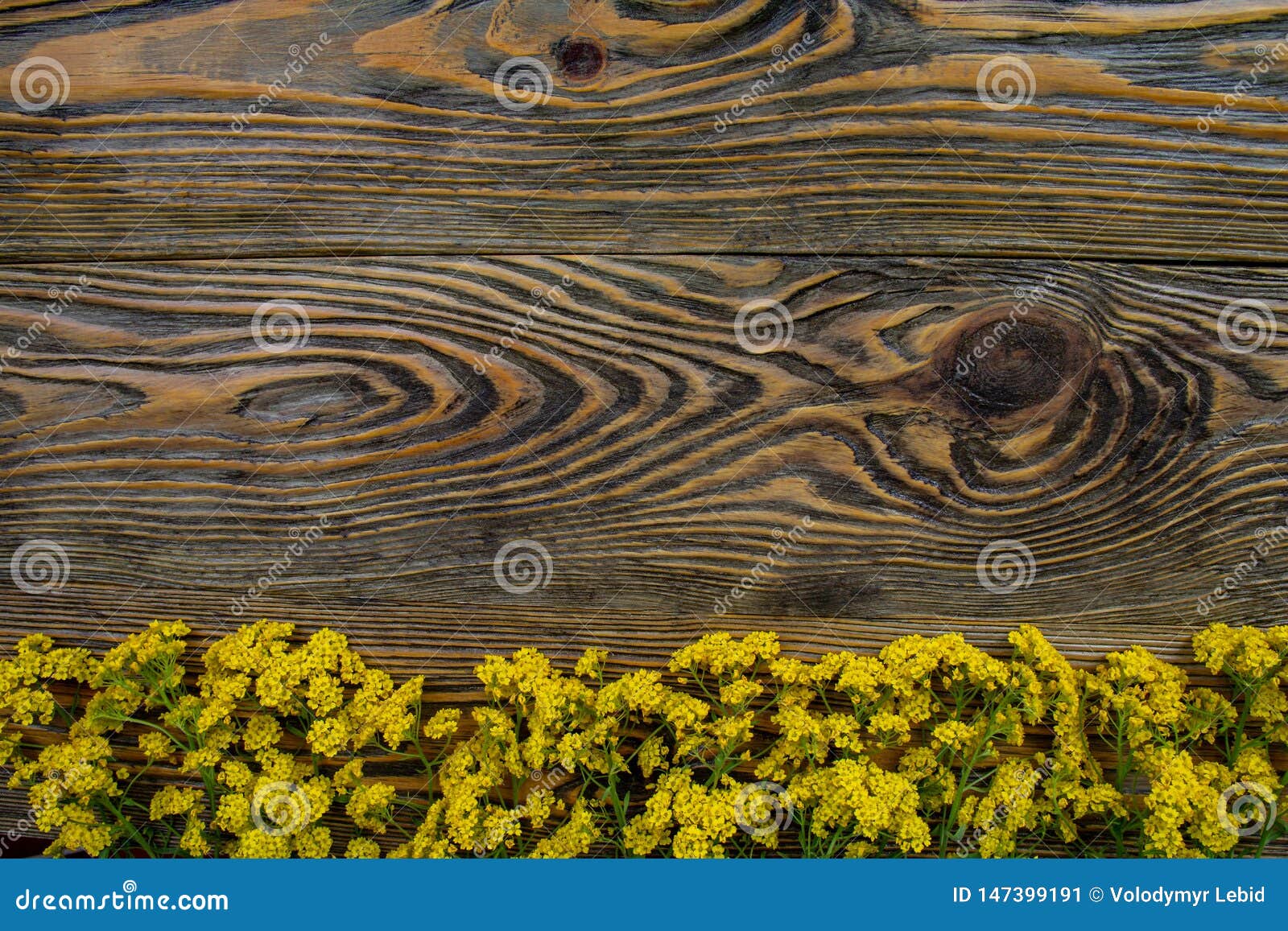 Dandelion Frame on Brown Rustic Wood Background Stock Image - Image of ...