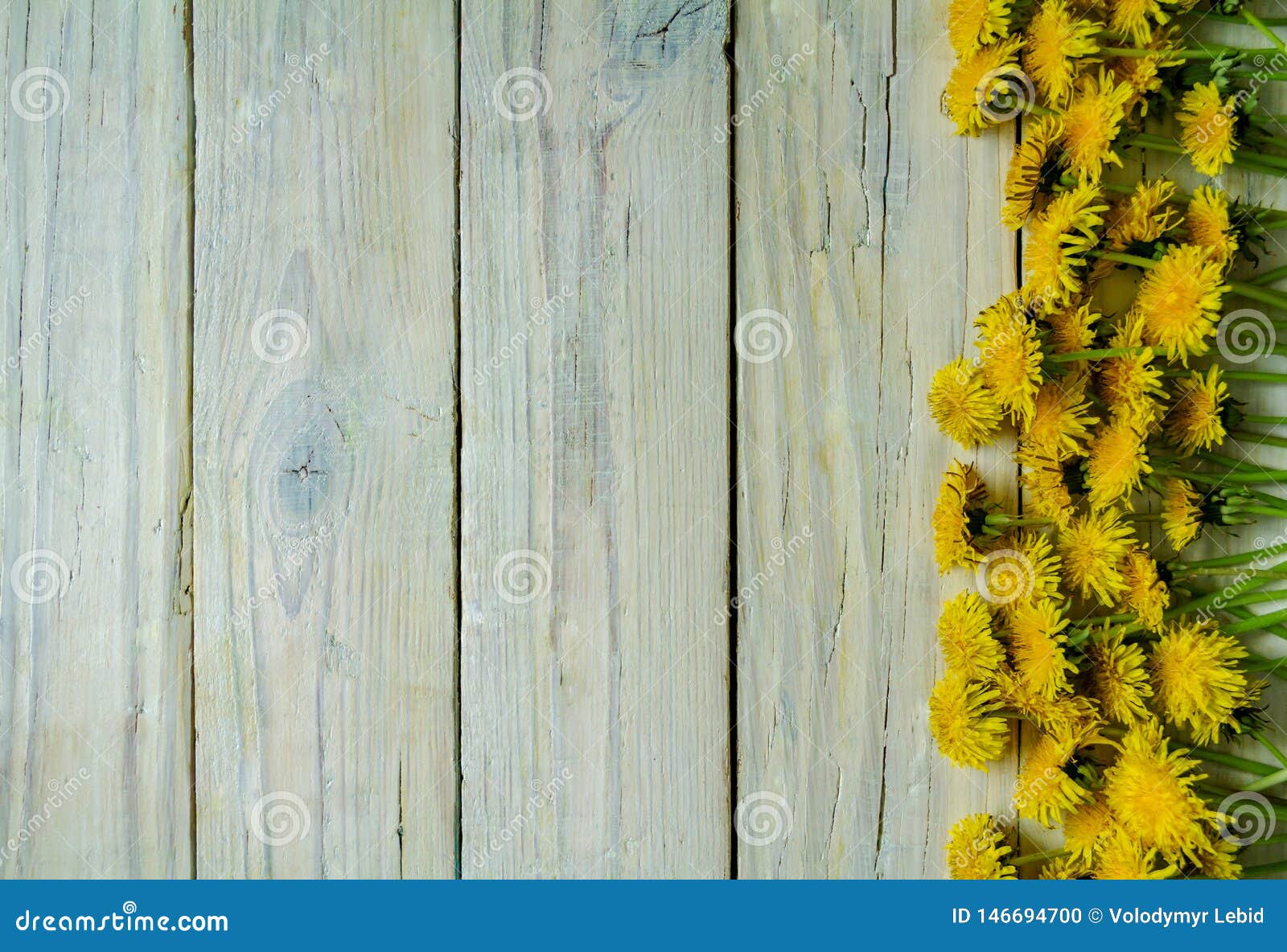 Dandelion Frame on White Rustic Wood Background Stock Photo - Image of ...