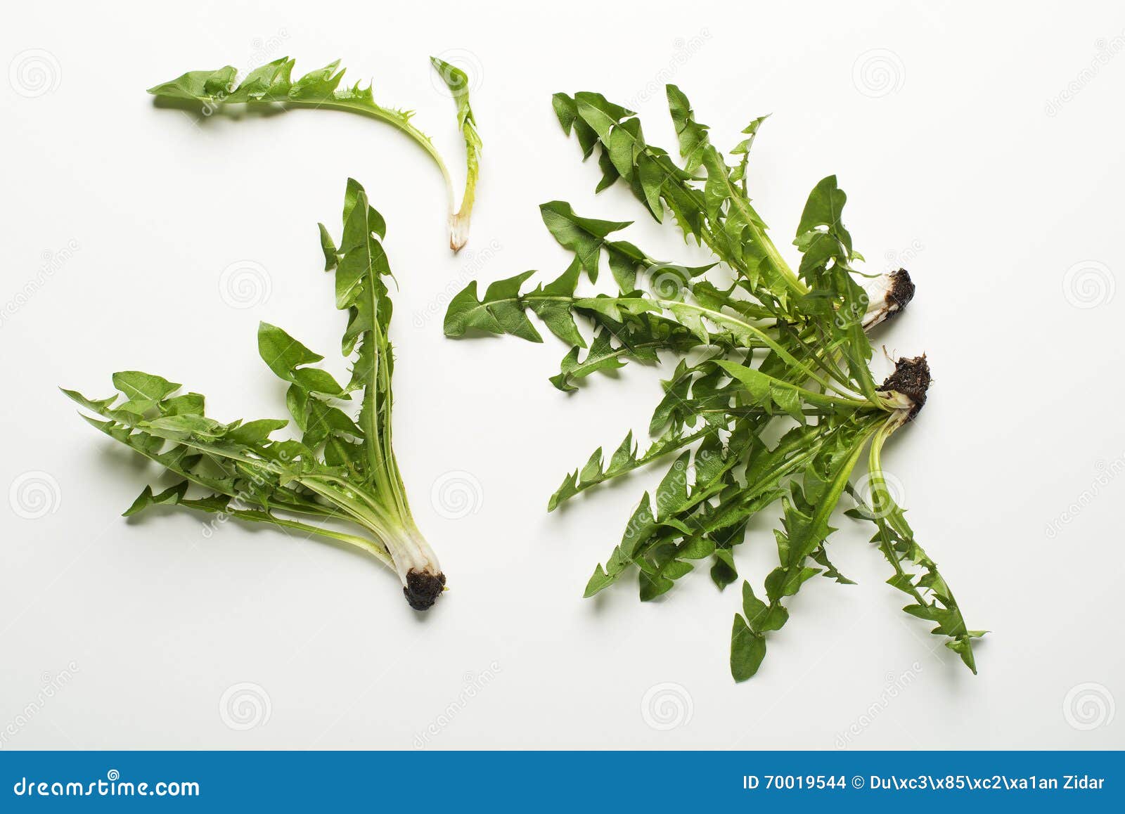 Dandelion stock photo. Image of spring, natural, white - 70019544