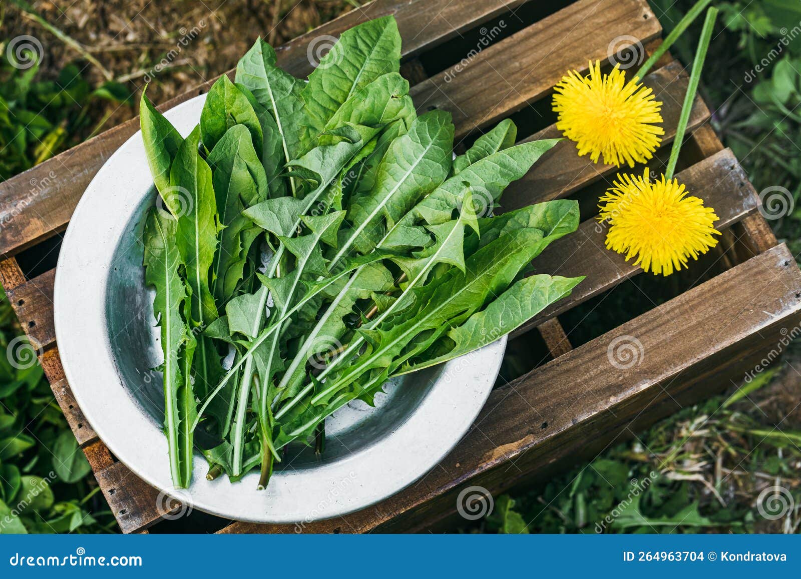 Dandelion. Freshly Picked Dandelion Leaves in Plate Stock Photo - Image ...