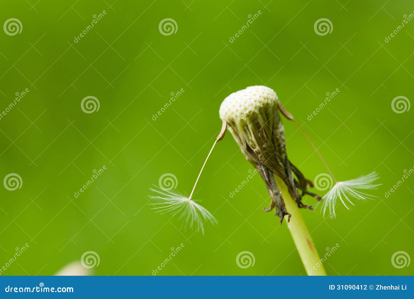 Dandelion in Front Green Background Stock Photo - Image of daisy, green ...