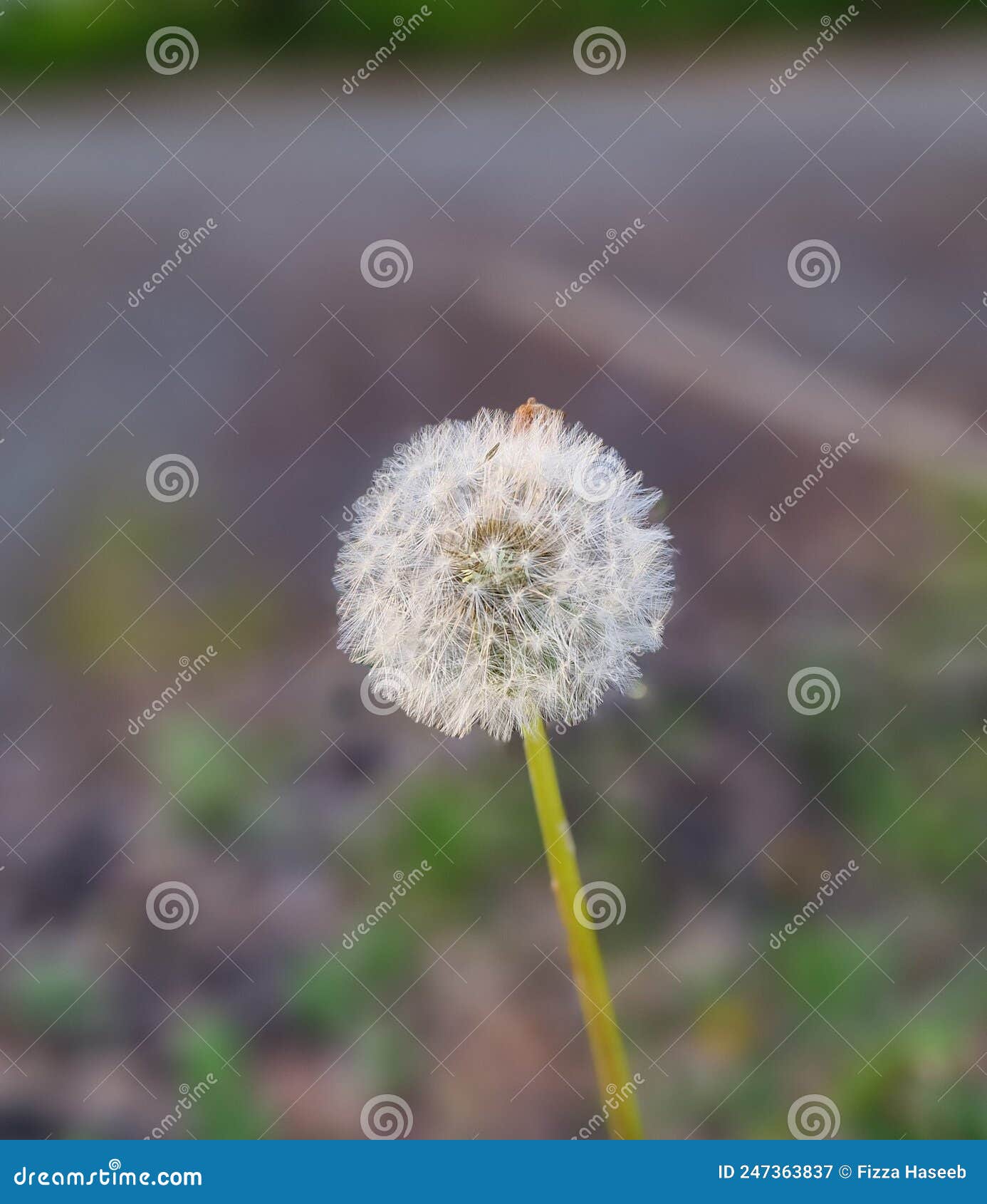 Dandelion in full bloom stock image. Image of branch - 247363837