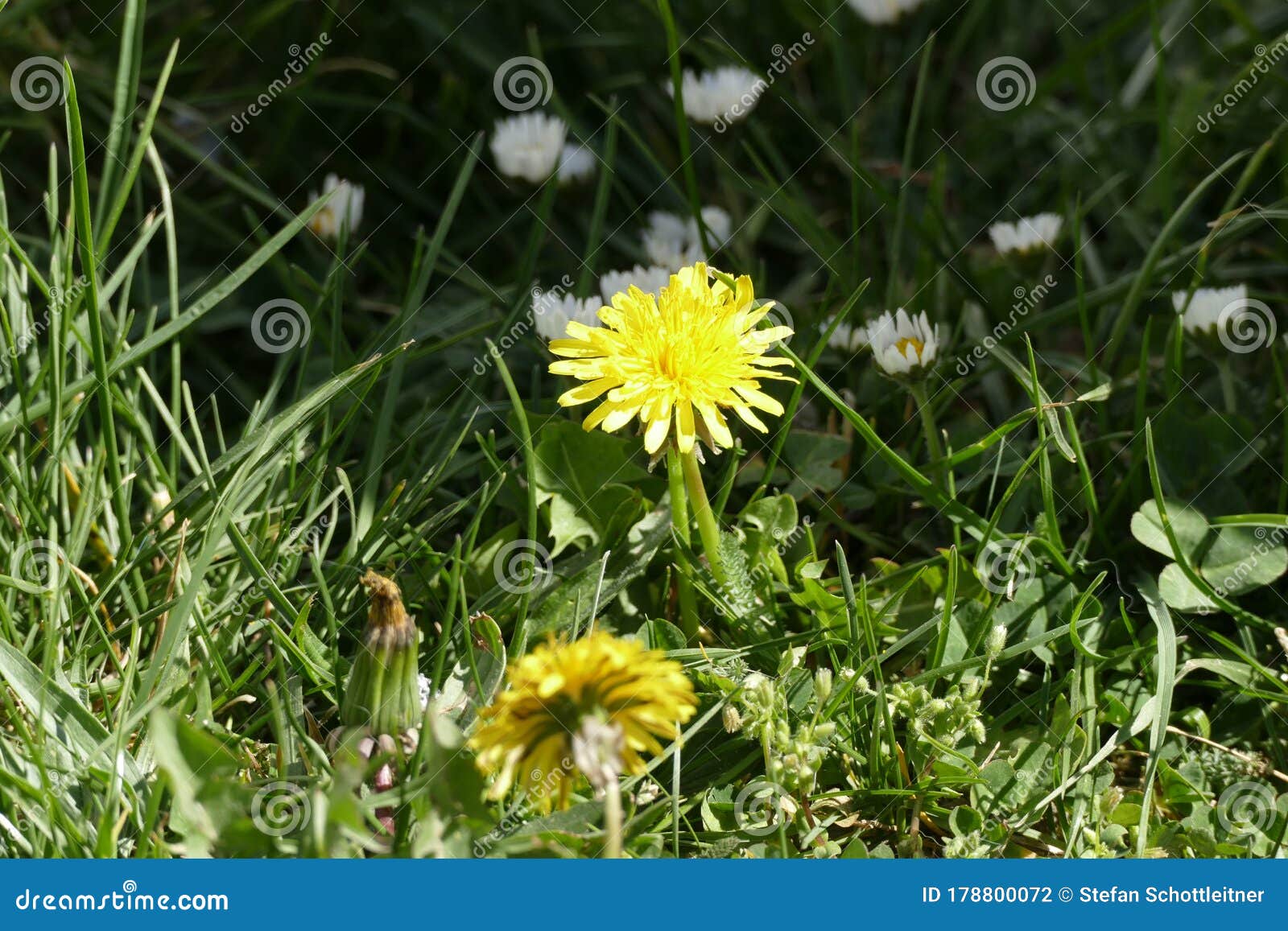 A dandelion in the garden stock photo. Image of flower - 178800072