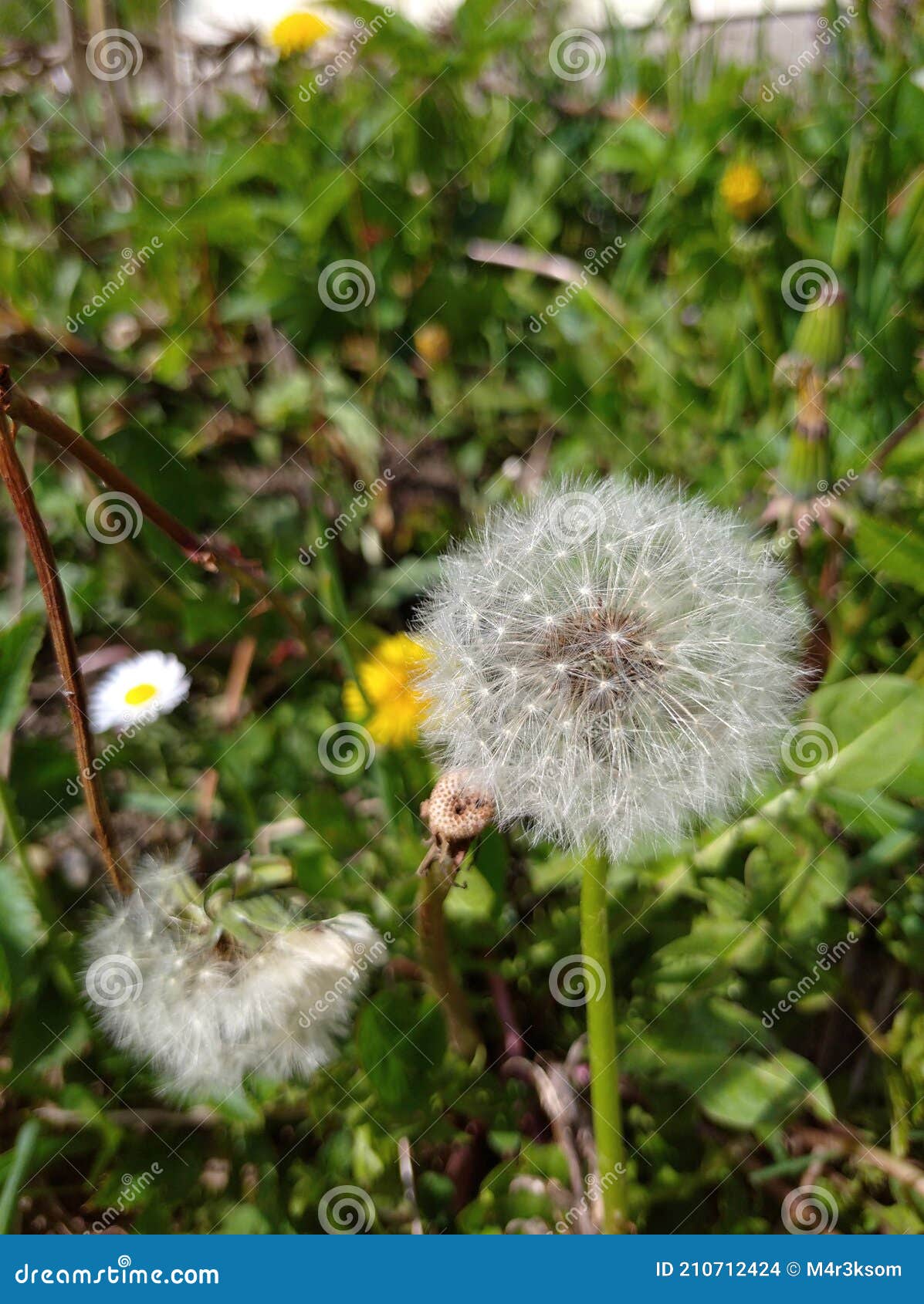 Dandelion in the garden stock photo. Image of plant - 210712424