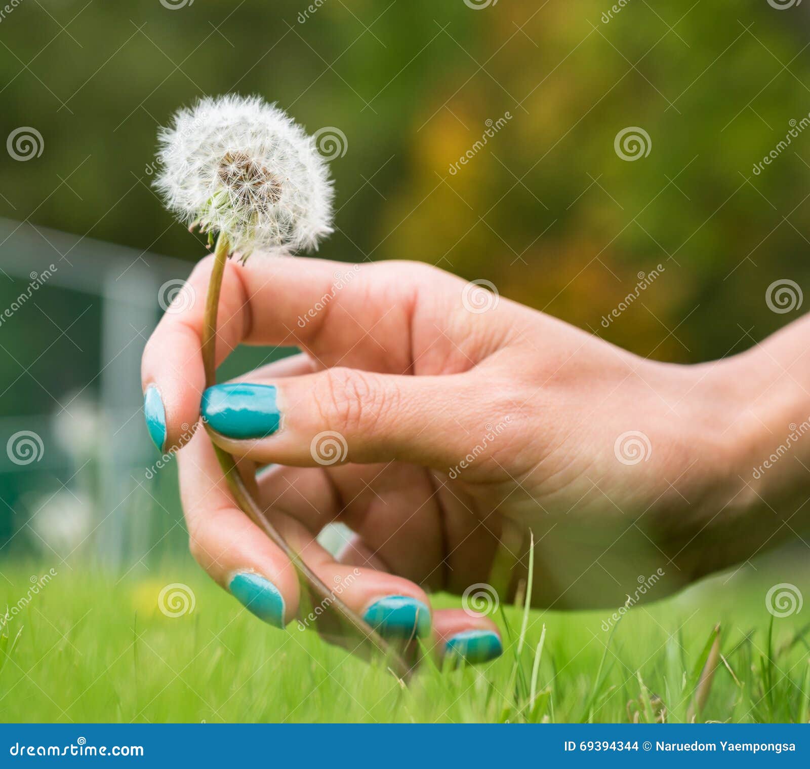 Dandelion in the garden stock photo. Image of dandelions - 69394344