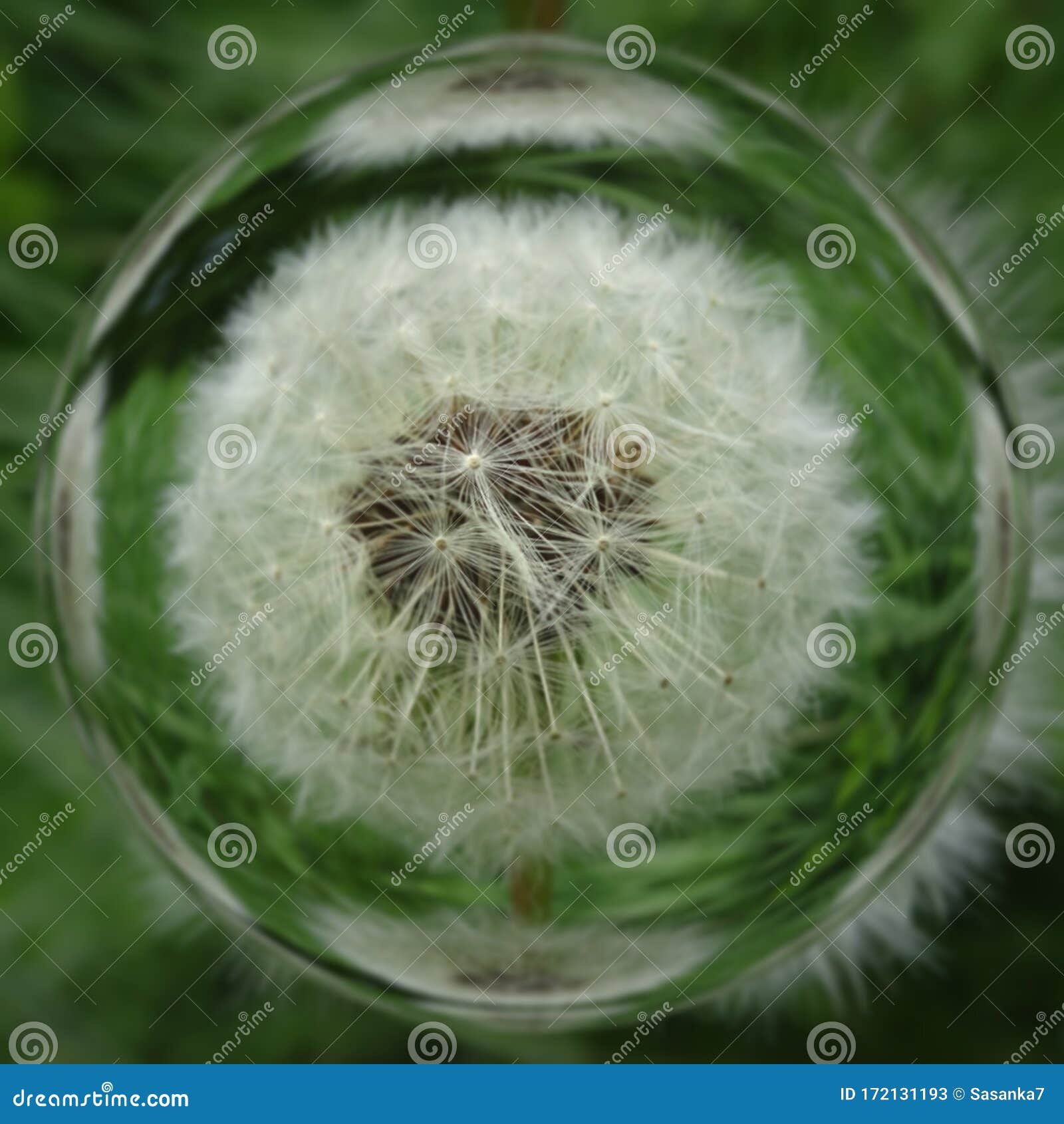 Dandelion in glass stock image. Image of lilly, sphere - 172131193