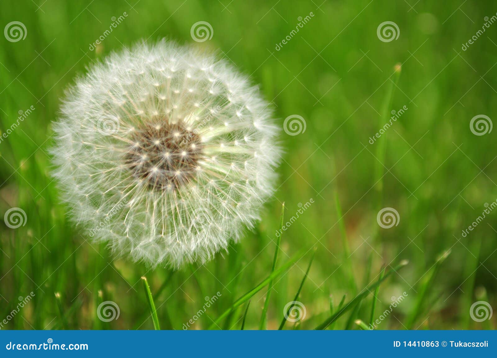 Dandelion in Grass stock image. Image of blow, nature - 14410863