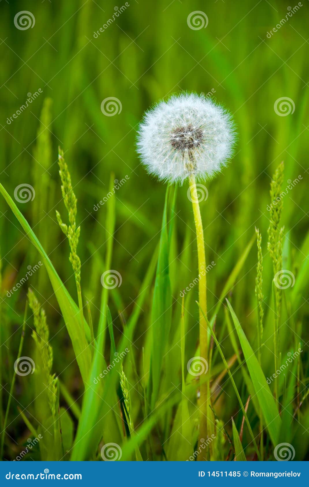 Dandelion in the grass stock image. Image of nature, head - 14511485