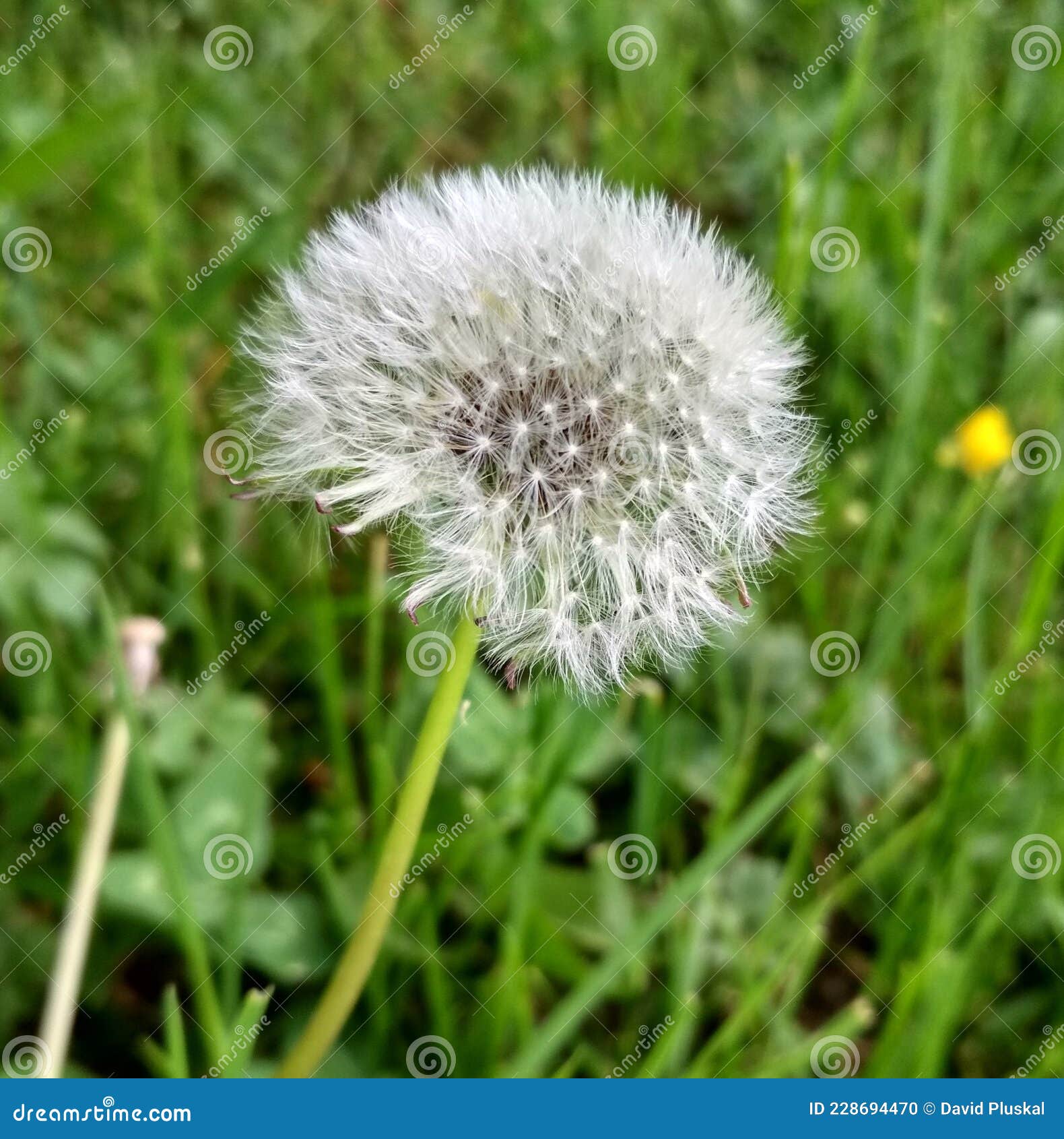 Dandelion in the grass stock photo. Image of grass, dandelion - 228694470