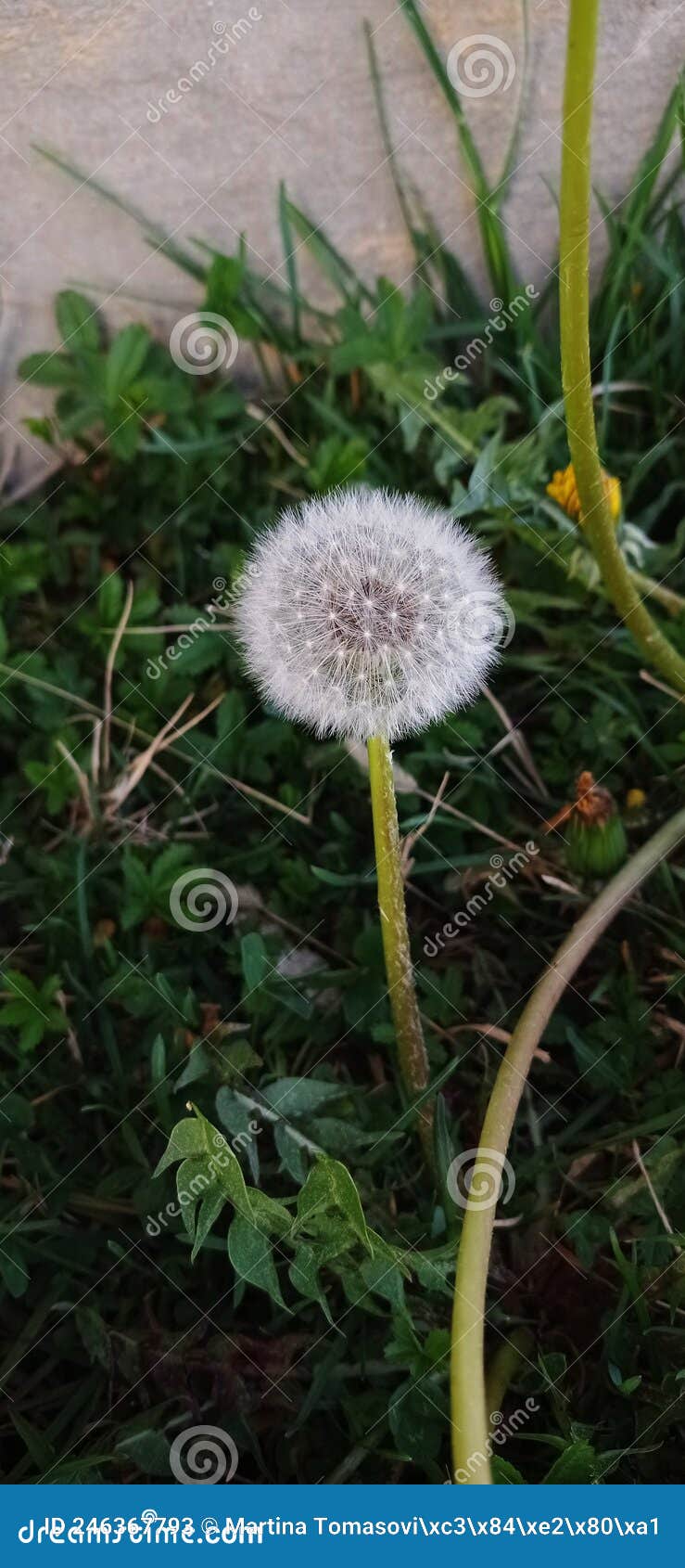 Dandelion in grass stock image. Image of lawn, wildflower - 246367793
