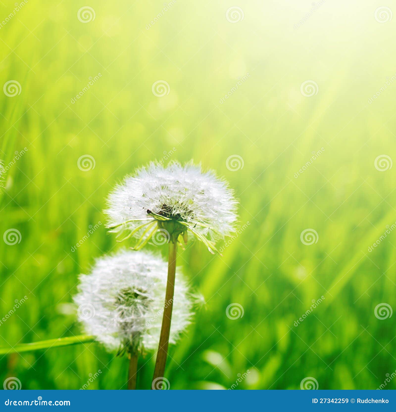 Dandelion in grass stock image. Image of floral, grass - 27342259