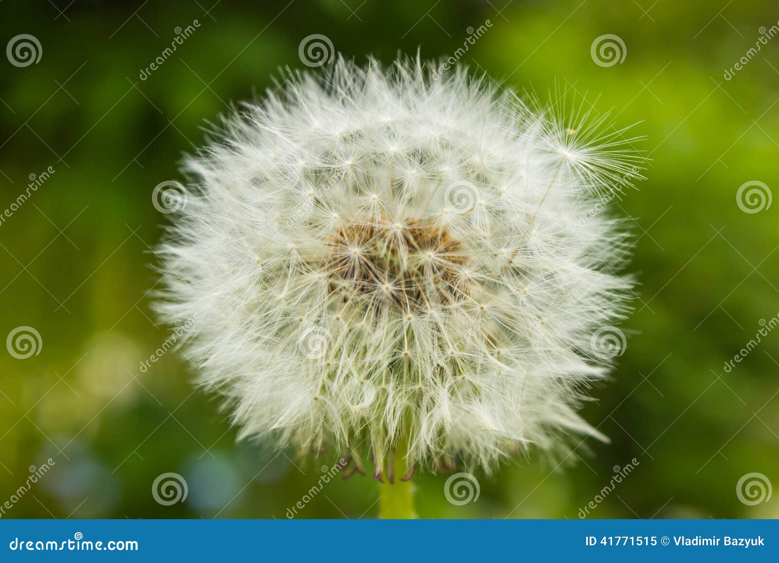 Dandelion in the grass stock image. Image of landscapes - 41771515
