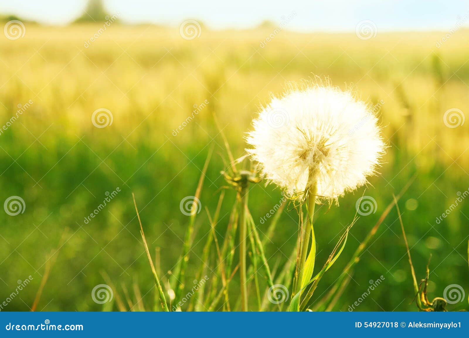 Dandelion in the grass stock photo. Image of living, blowball - 54927018