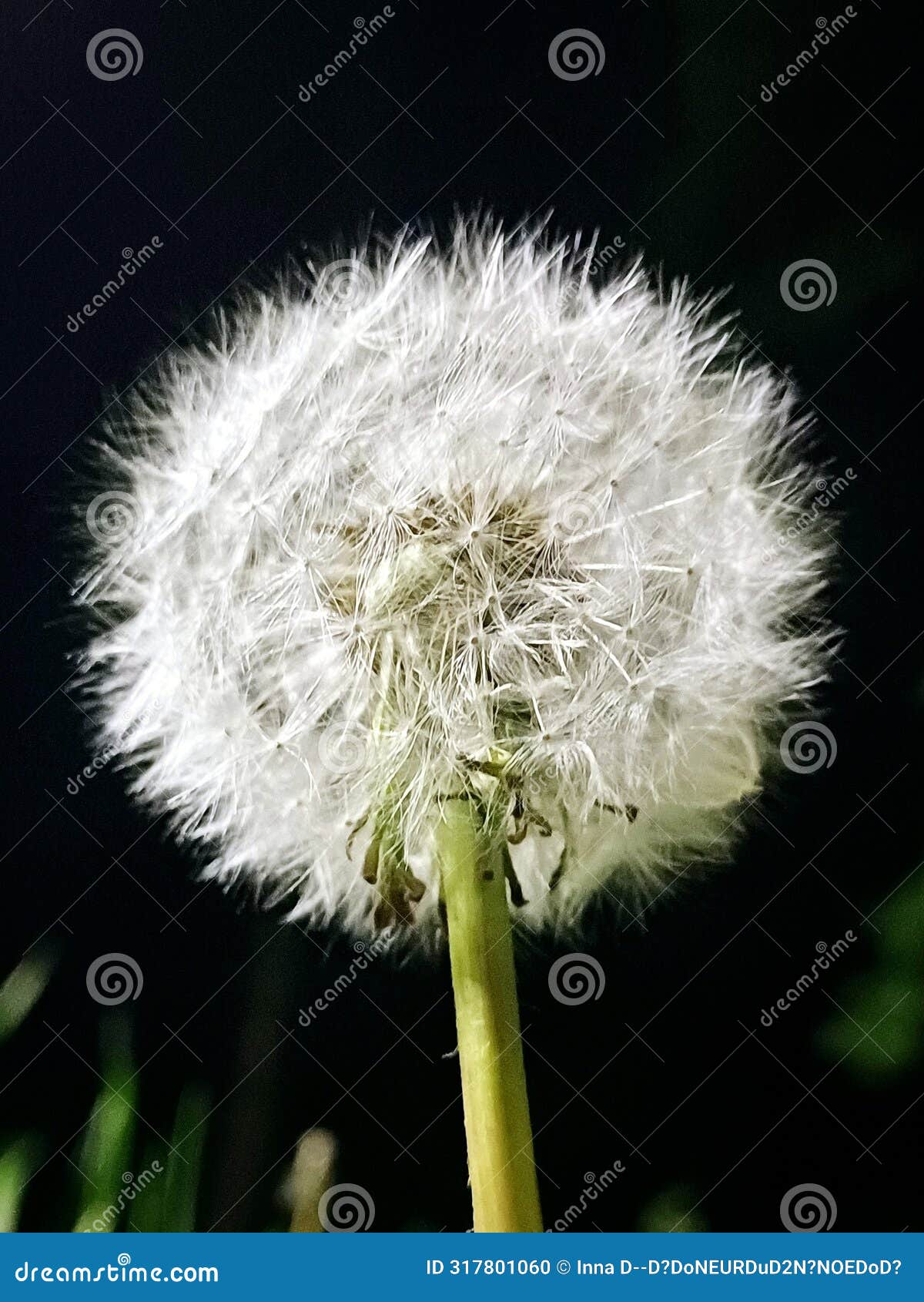 A dandelion at night stock photo. Image of tree, blossom - 317801060