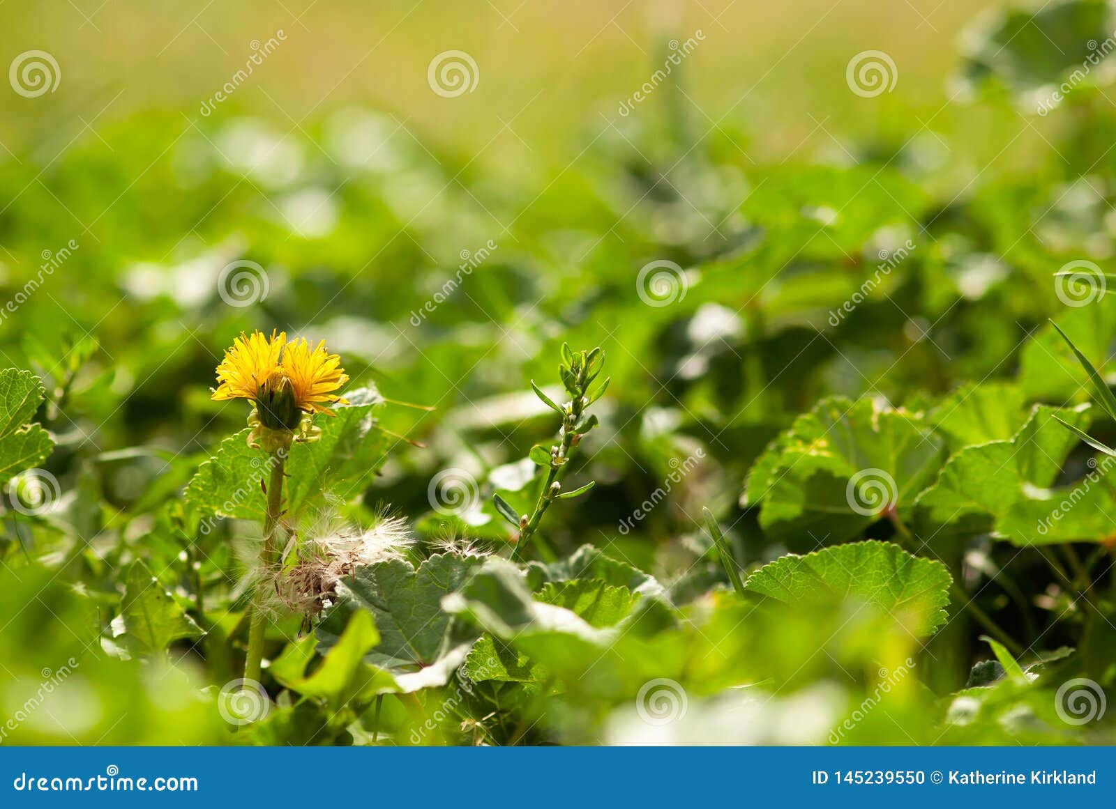 Dandelion Growing in a Garden Stock Photo - Image of edible, botany ...