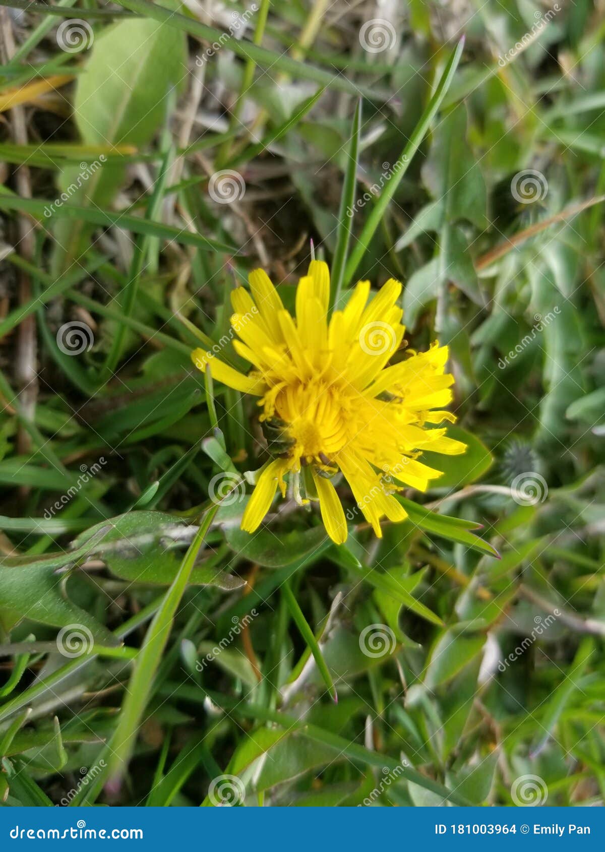 Dandelion Growing from the Ground Stock Photo - Image of lawn, green ...