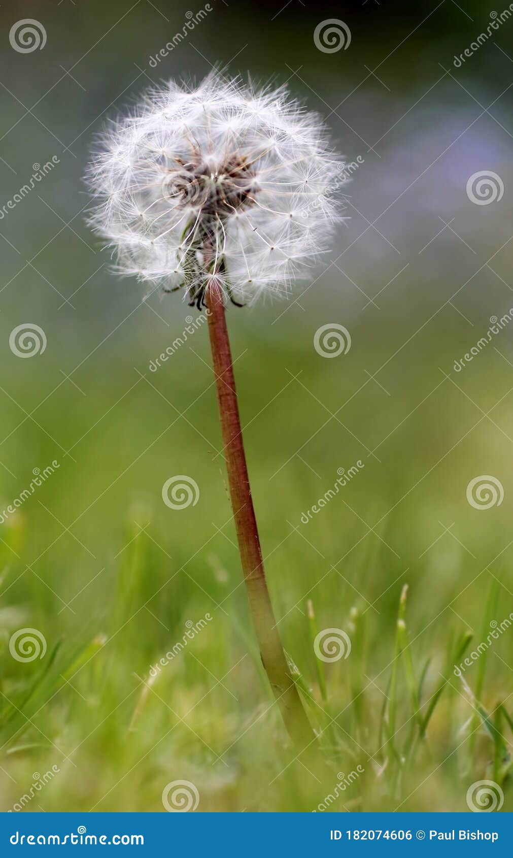 Dandelion Growing Out Of A Wall In Spring Royalty-Free Stock Image ...