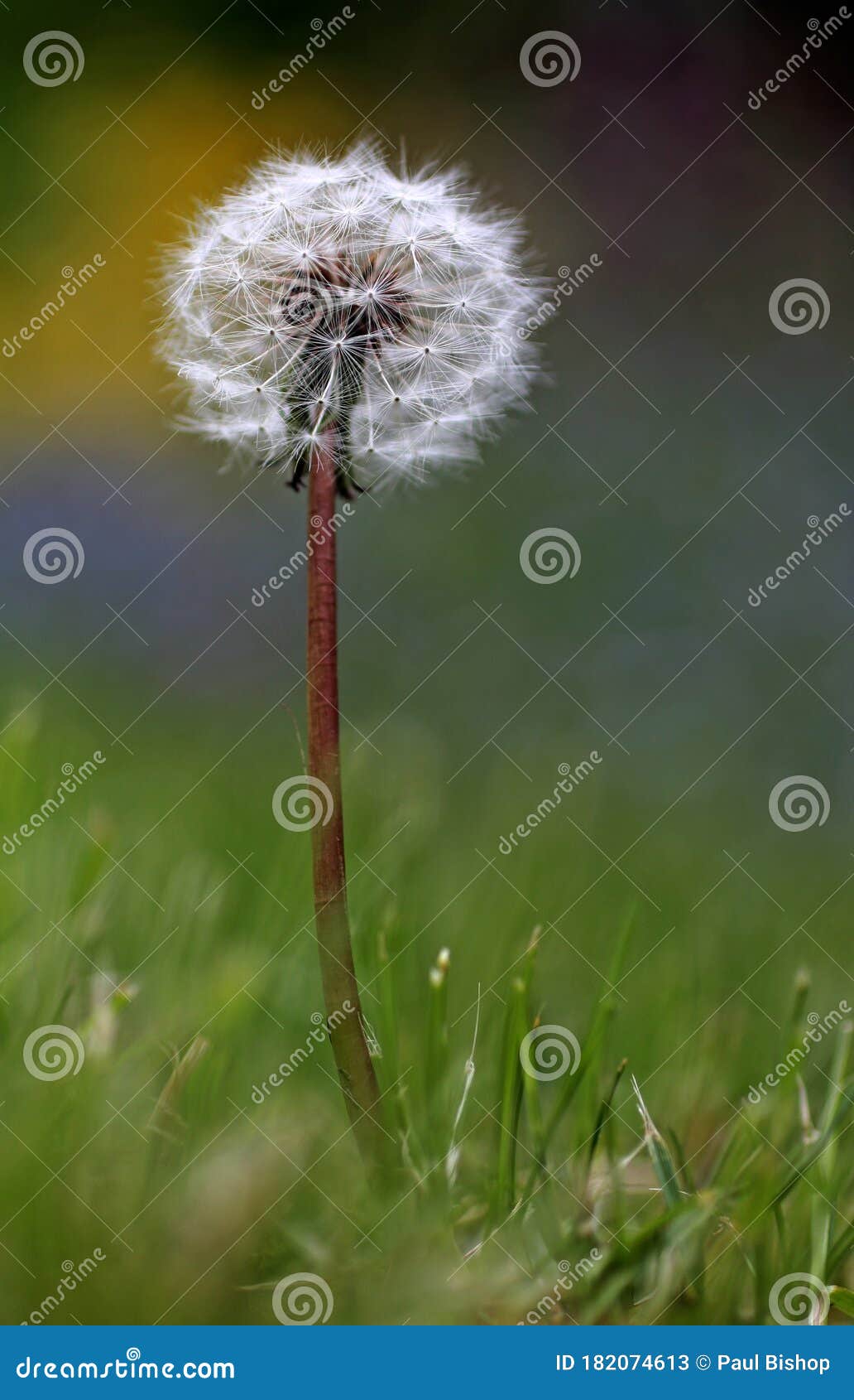 Dandelion Growing Out Of A Wall In Spring Royalty-Free Stock Image ...