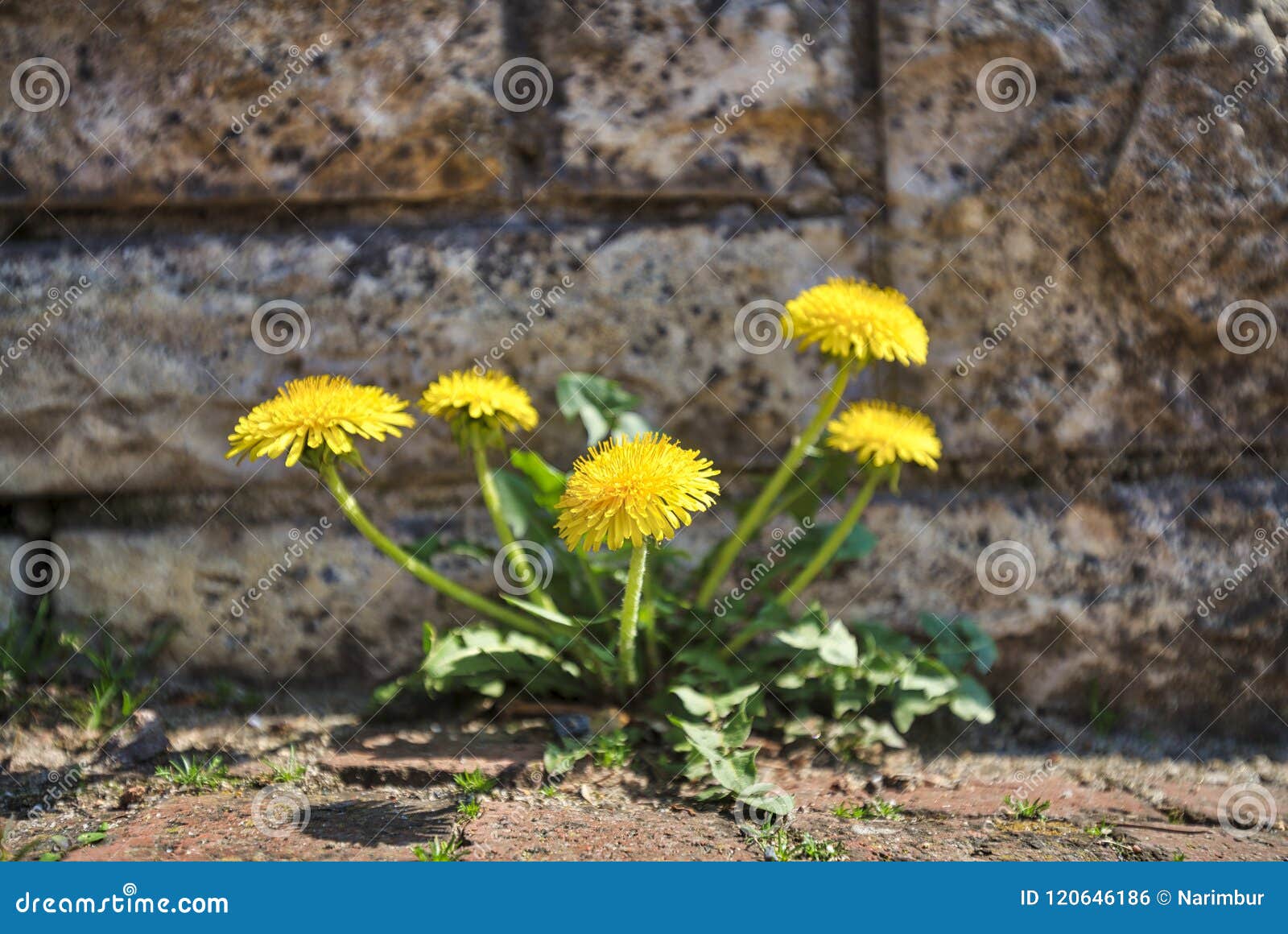 Dandelion Growing Out of a Wall in Spring Stock Photo - Image of ...