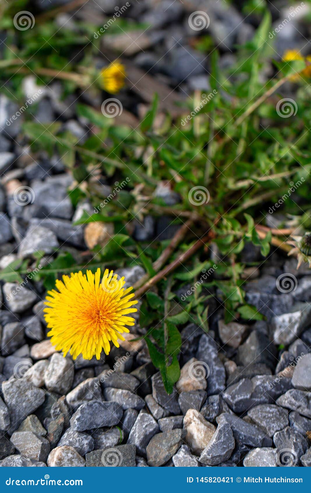 Dandelion Growing Amongst Rocks Royalty-Free Stock Photo ...