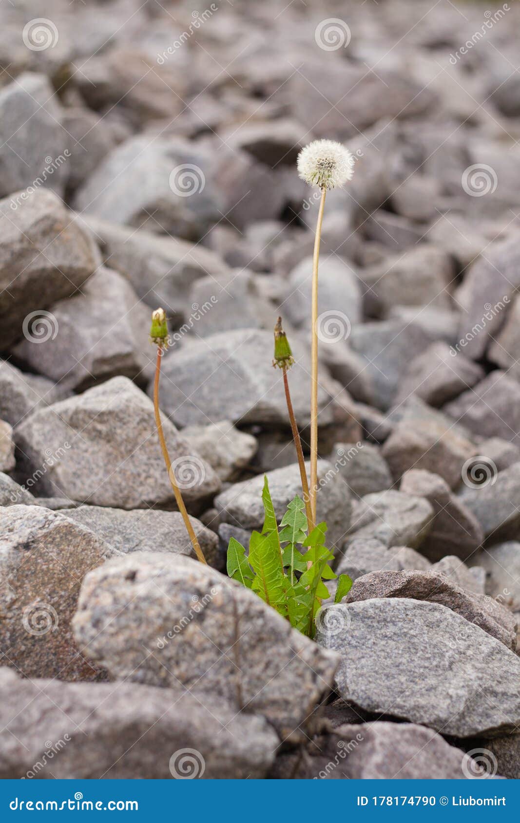 Dandelion Growing between the Rocks Stock Photo - Image of growing ...