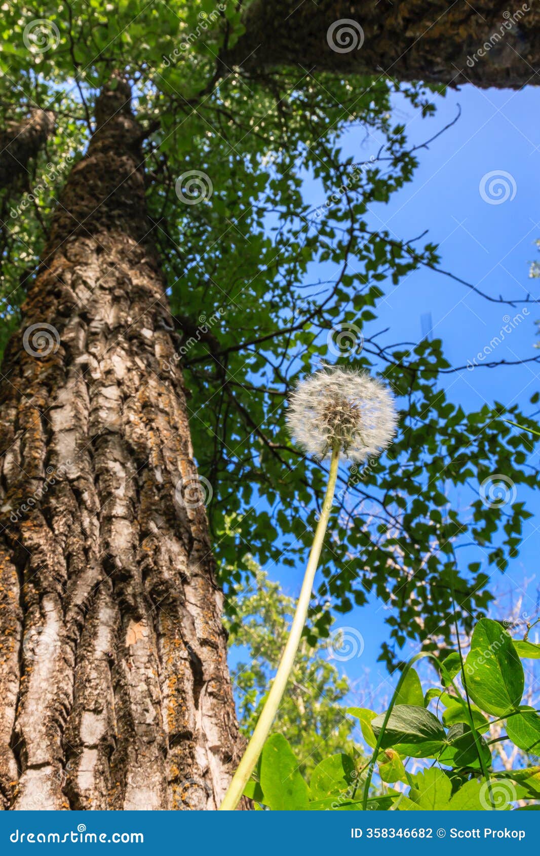 A Dandelion is Growing in the Shade of a Tree Stock Photo - Image of ...