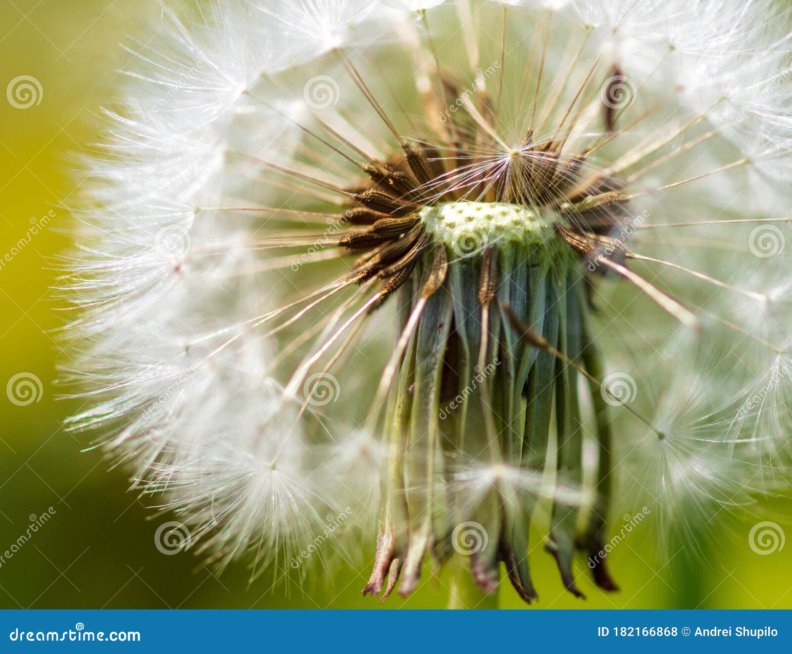 Dandelion Grows in the Park Stock Photo - Image of light, growth: 182166868
