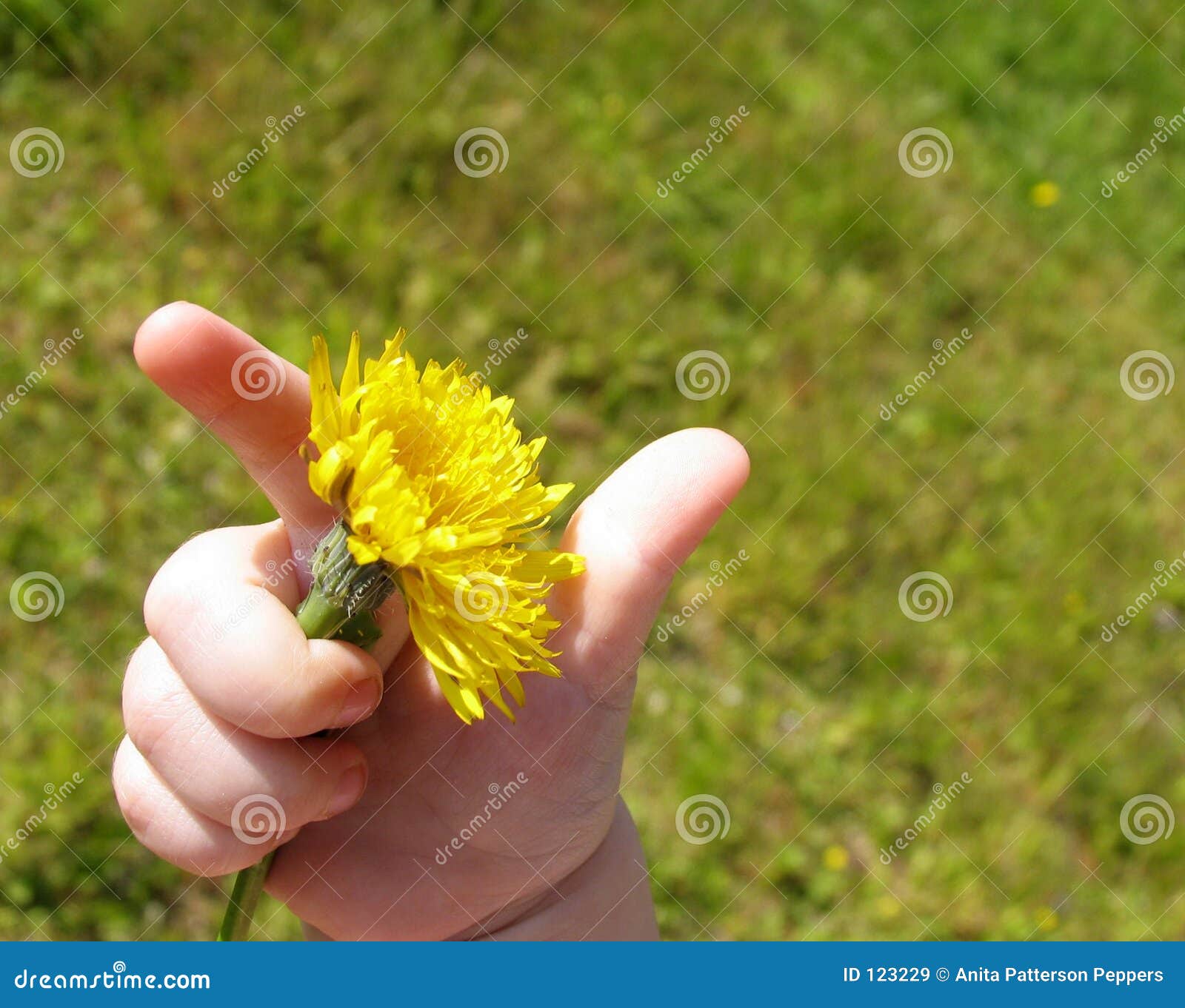Dandelion hand stock image. Image of spring, backykard - 123229