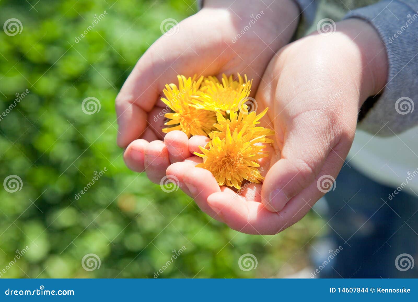 Dandelion and hand stock photo. Image of hand, japan - 14607844