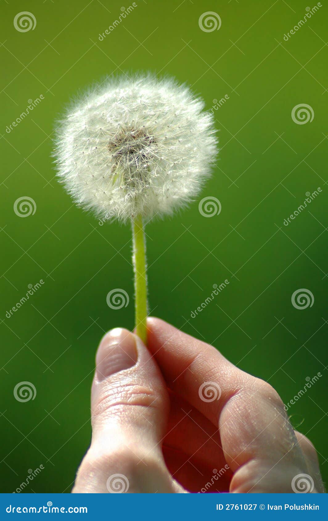 Dandelion in hand stock image. Image of seed, dandelion - 2761027
