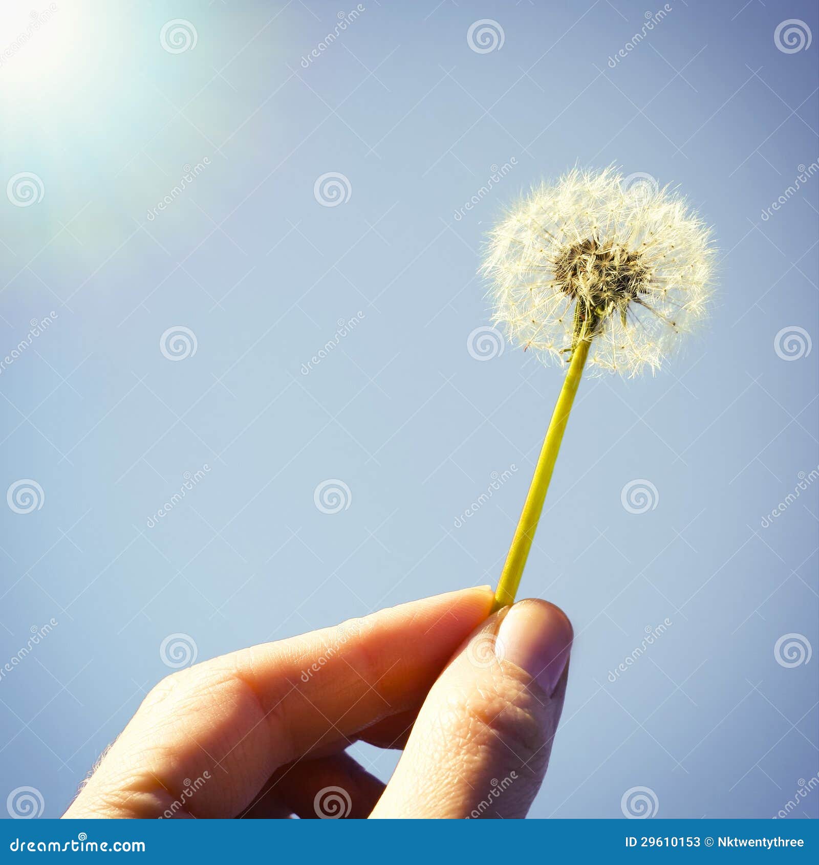 Dandelion in hand stock image. Image of dandelion, delicate - 29610153