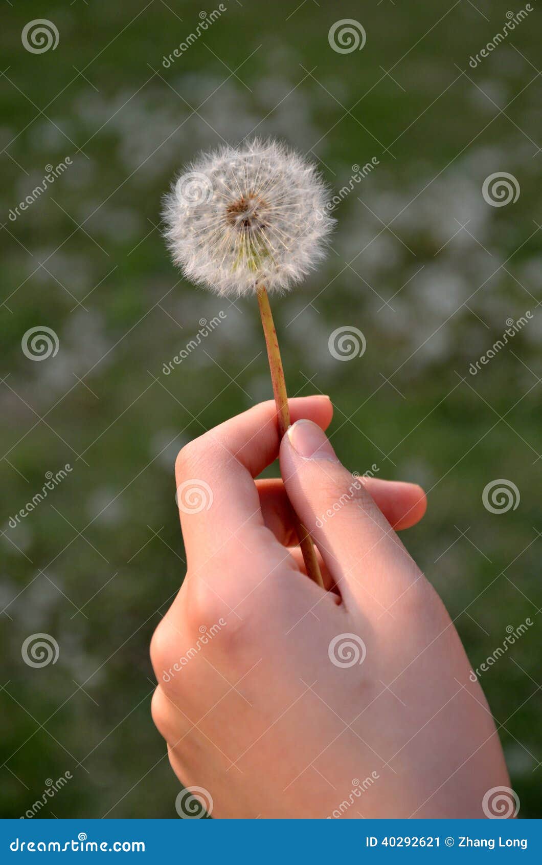 Dandelion in hand stock image. Image of dandelion, sunshine - 40292621