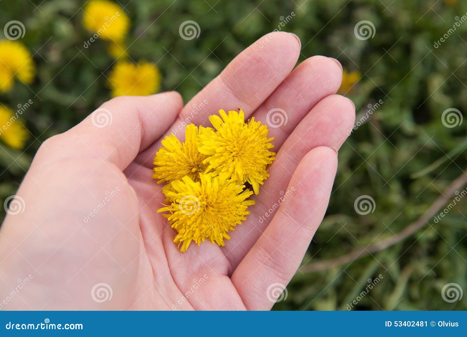 Dandelion in hand stock image. Image of hand, feelings - 53402481